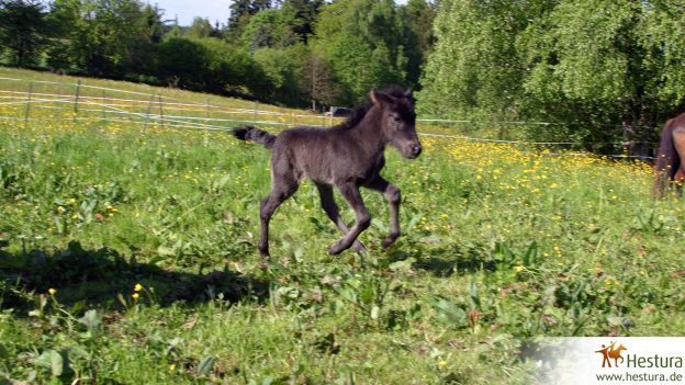 Geburt von Fohlen – Hestura