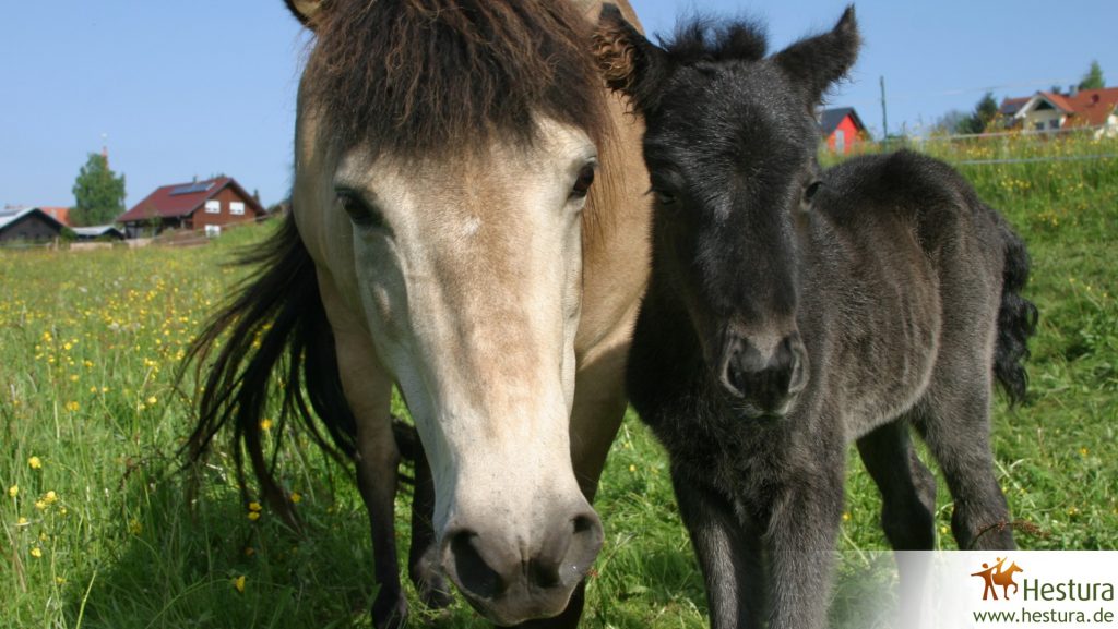 Geburt von Fohlen – Hestura