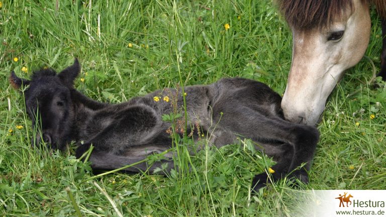 Geburt von Fohlen – Hestura